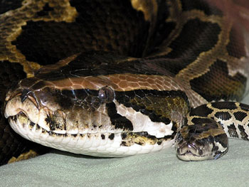 Python molurus bivittatus